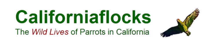 What Does Parroting Mean? Explanation and Examples - californiaflocks.org