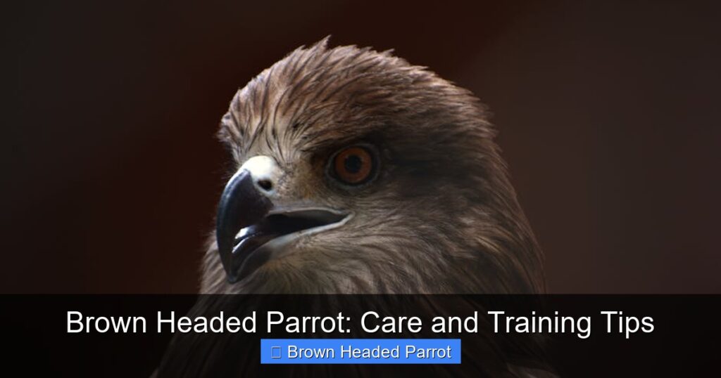 Brown Headed Parrot: Care and Training Tips - californiaflocks.org