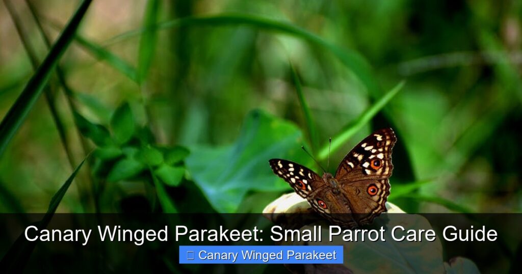 Canary Winged Parakeet: Small Parrot Care Guide - californiaflocks.org