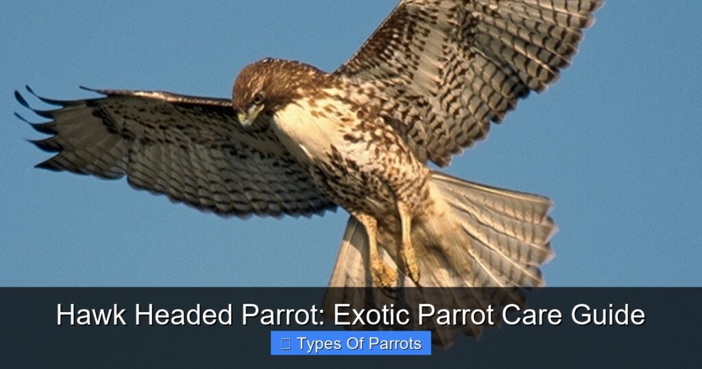 Hawk Headed Parrot: Exotic Parrot Care Guide - californiaflocks.org