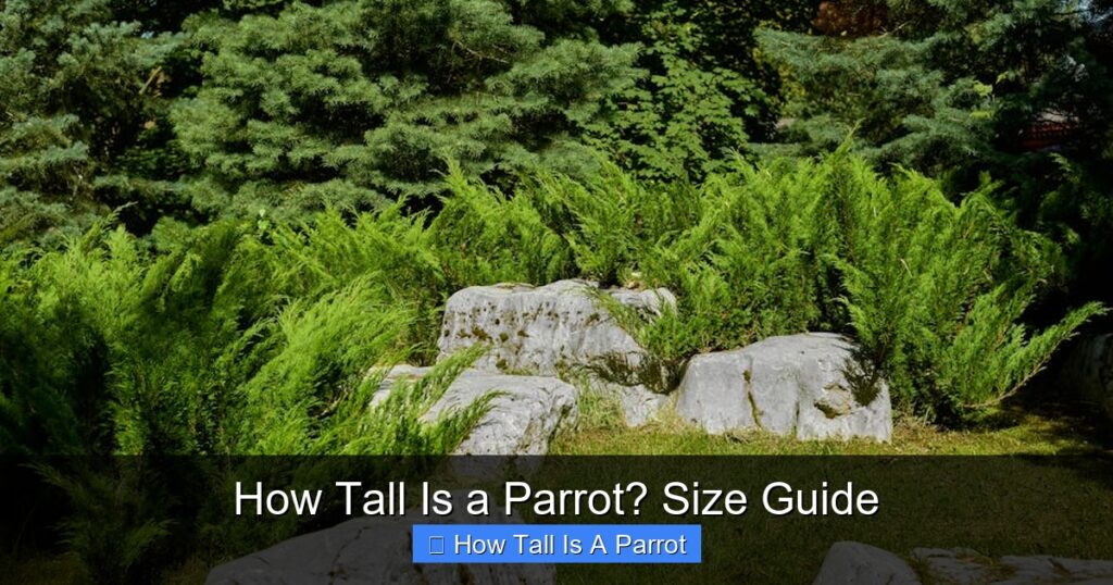 How Tall Is a Parrot? Size Guide - californiaflocks.org