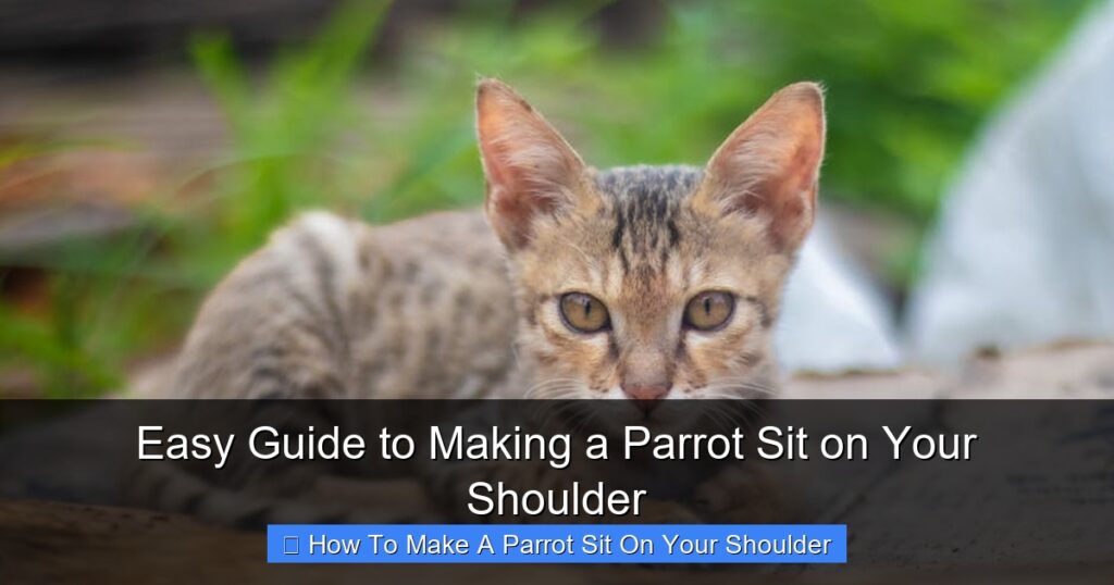 Easy Guide to Making a Parrot Sit on Your Shoulder - californiaflocks.org