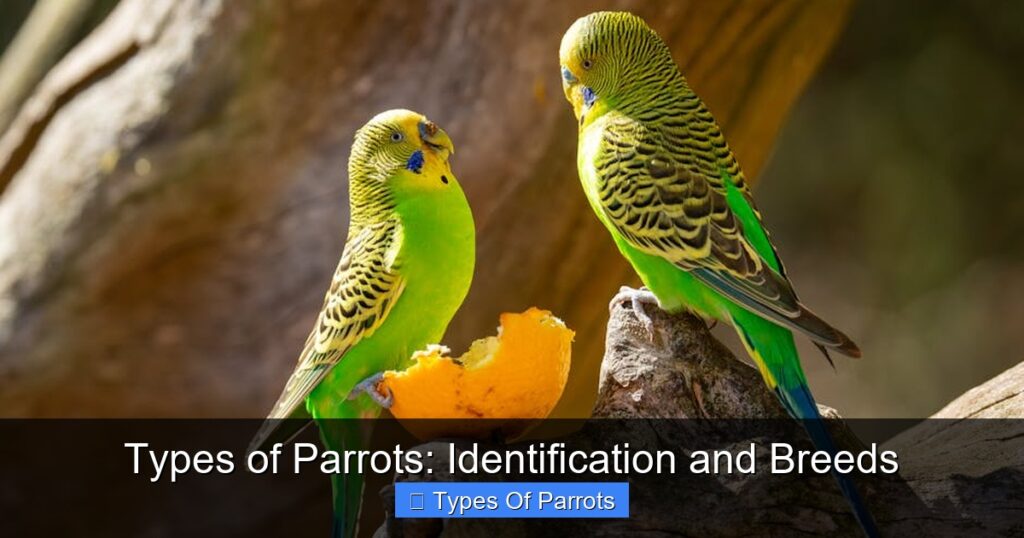 Types of Parrots: Identification and Breeds - californiaflocks.org