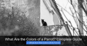 What Are the Colors of a Parrot? Complete Guide - californiaflocks.org