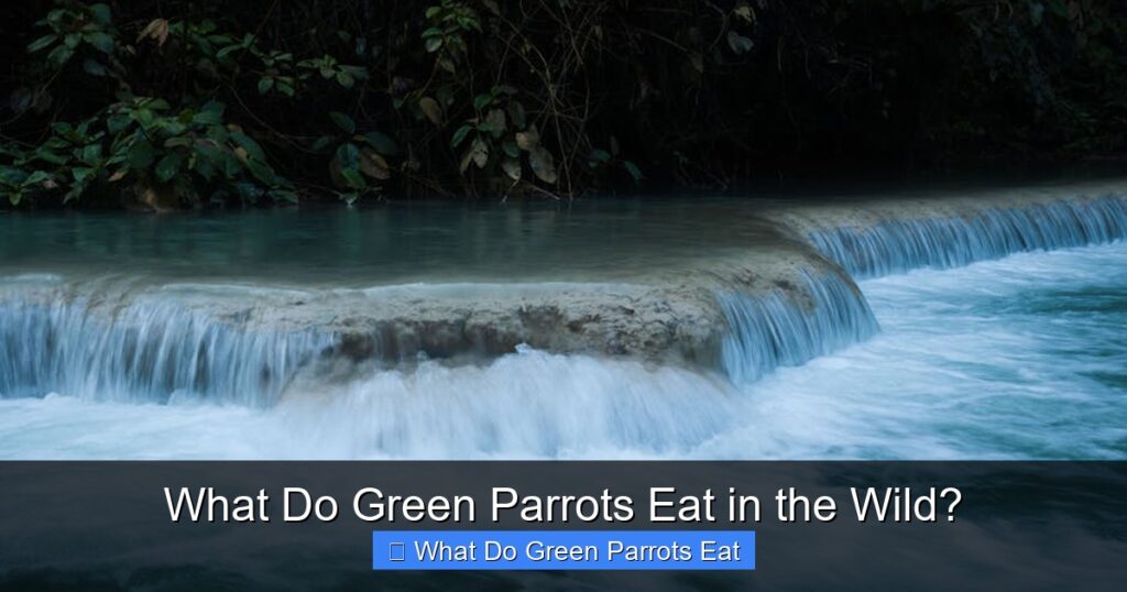 What Do Green Parrots Eat in the Wild? - californiaflocks.org