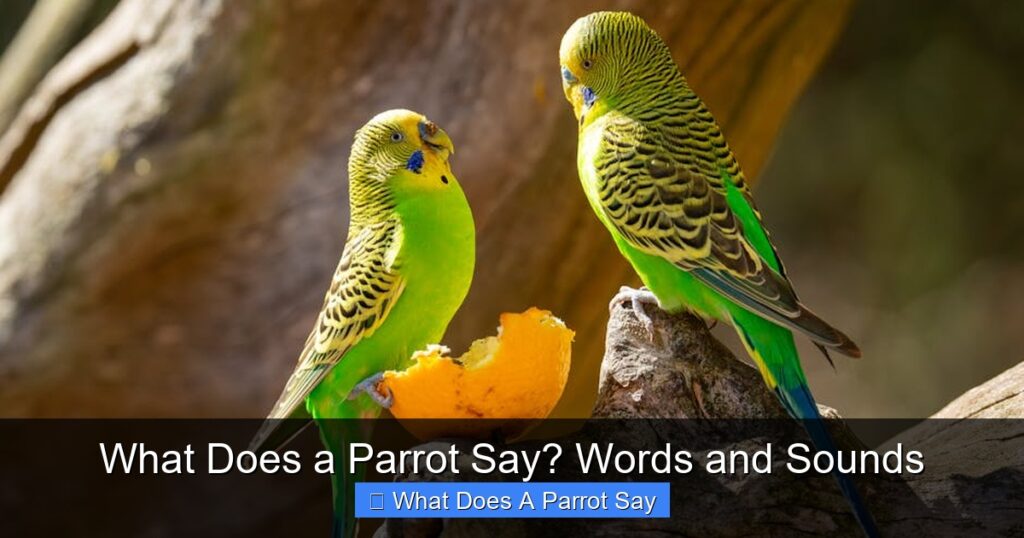 What Does a Parrot Say? Words and Sounds - californiaflocks.org