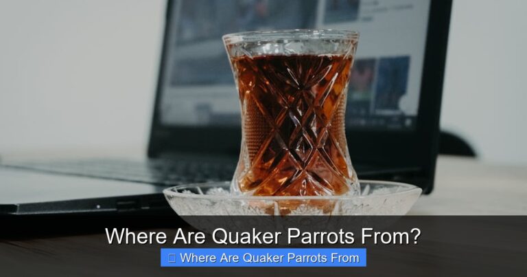 Where Are Quaker Parrots From? - californiaflocks.org