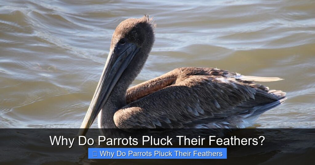 Why Do Parrots Pluck Their Feathers? - californiaflocks.org
